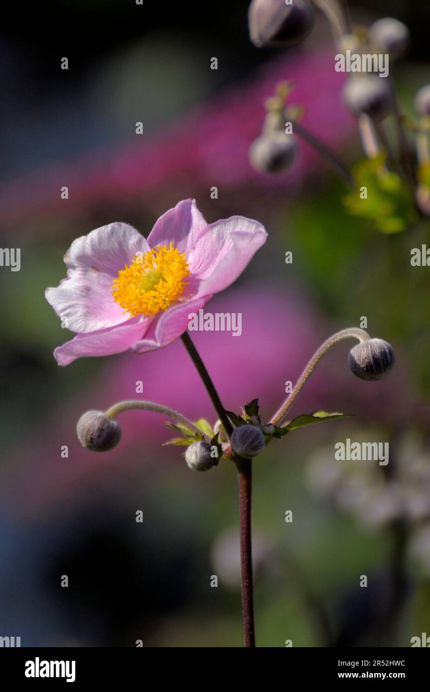 Japanese anemone pink flowering in the garden Stock Photo - Alamy