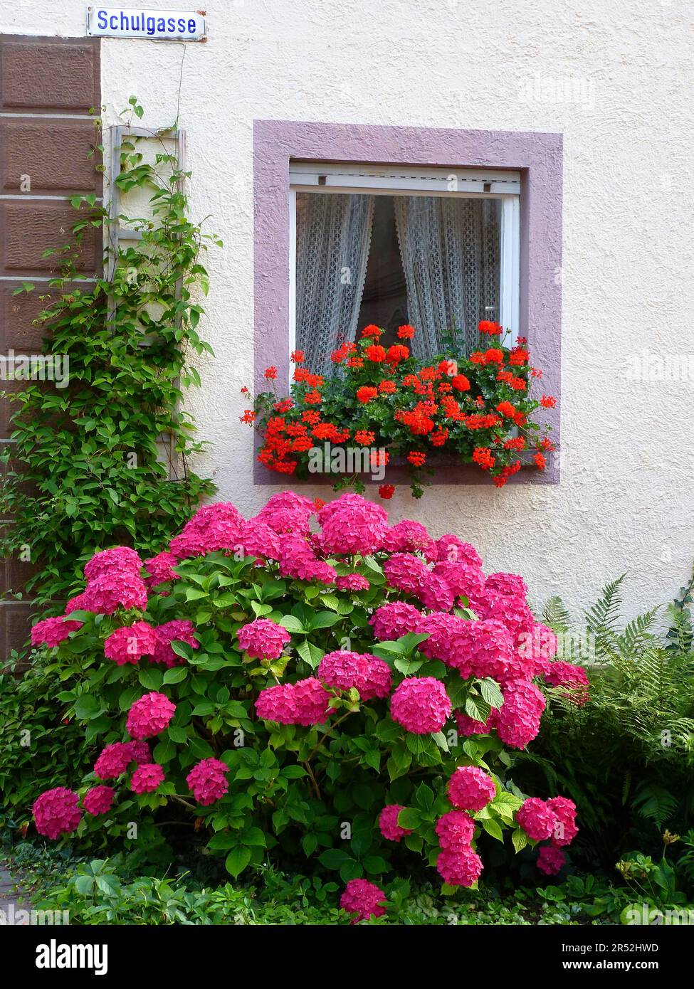 Front garden with hydrangeas and geraniums by the window Stock Photo ...