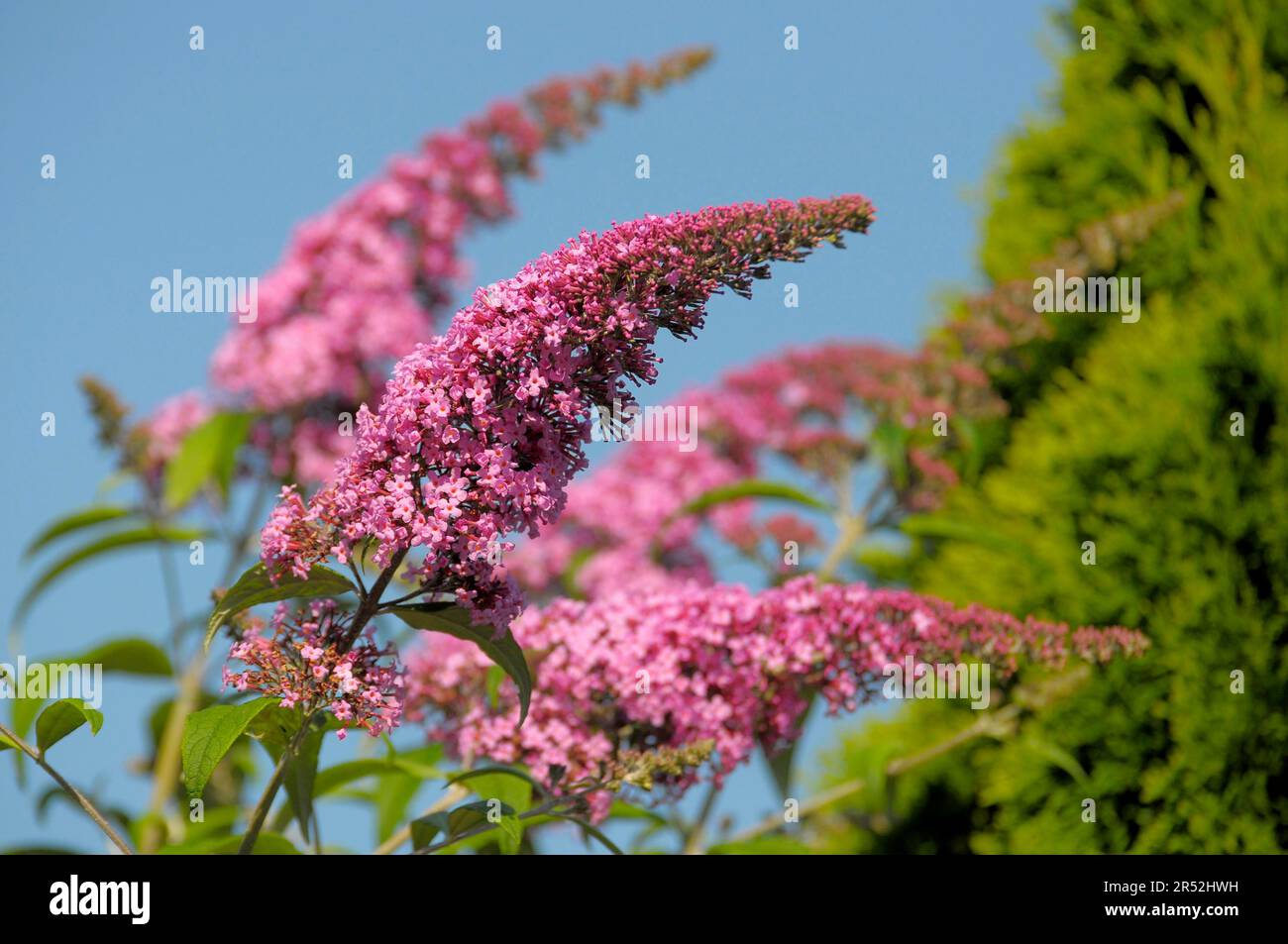 Butterfly bush flowering in the garden Stock Photo - Alamy