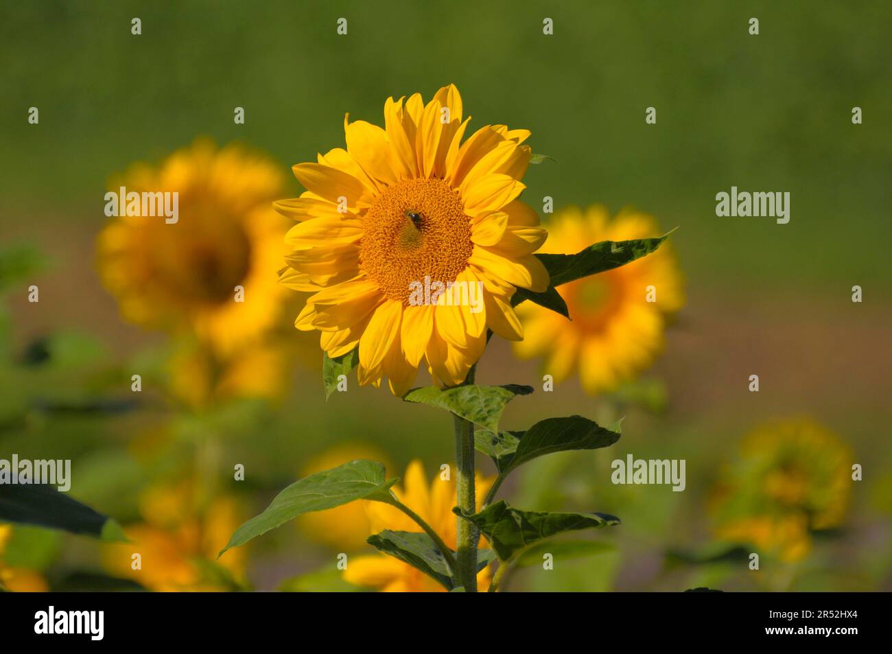 BW. Kraichgau sunflower field, sunflower in the field Stock Photo - Alamy