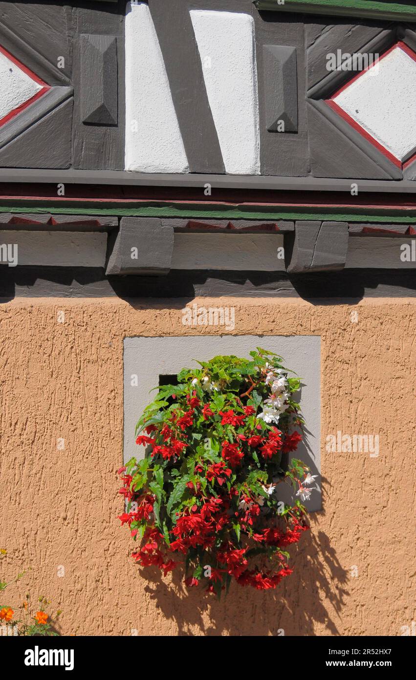 Slopes, begonias flowering on house wall Stock Photo - Alamy
