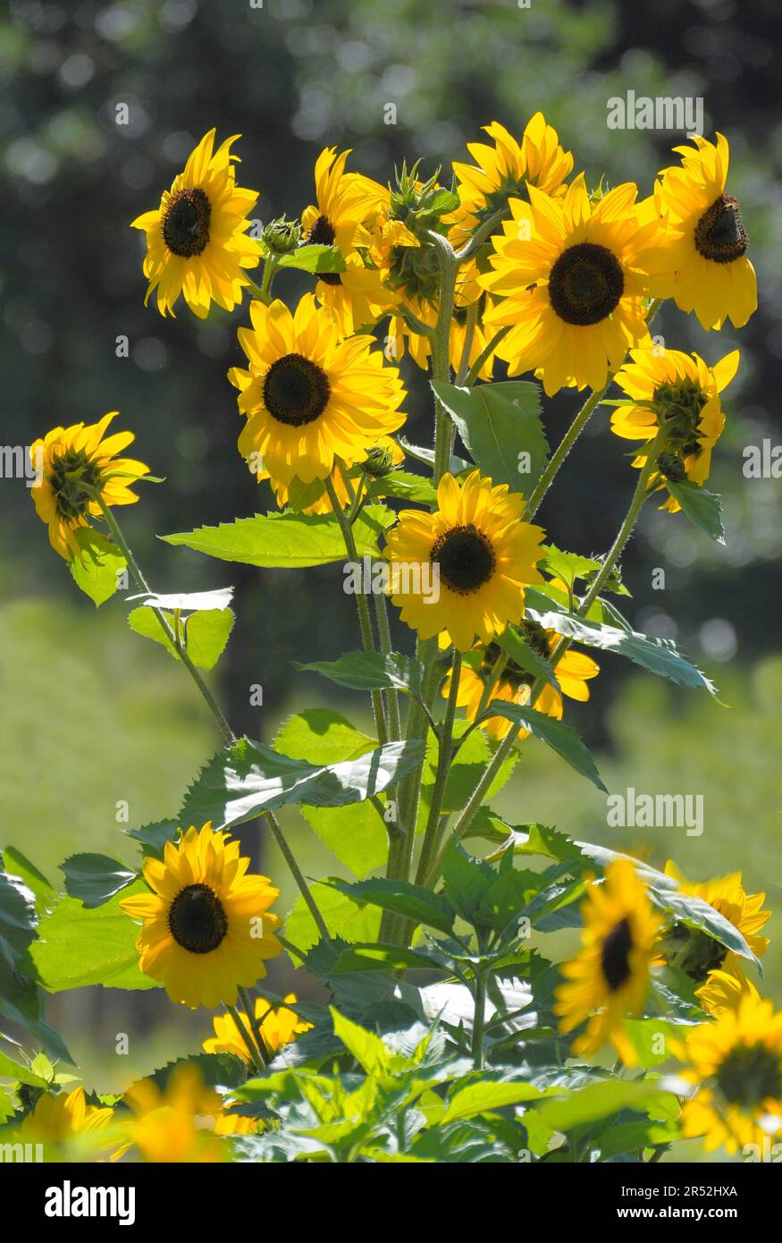 Sunflowers blooming in the garden Stock Photo - Alamy