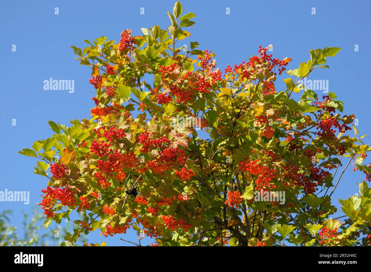 Red snowball fruits on the bush (Viburnum opulus Stock Photo - Alamy