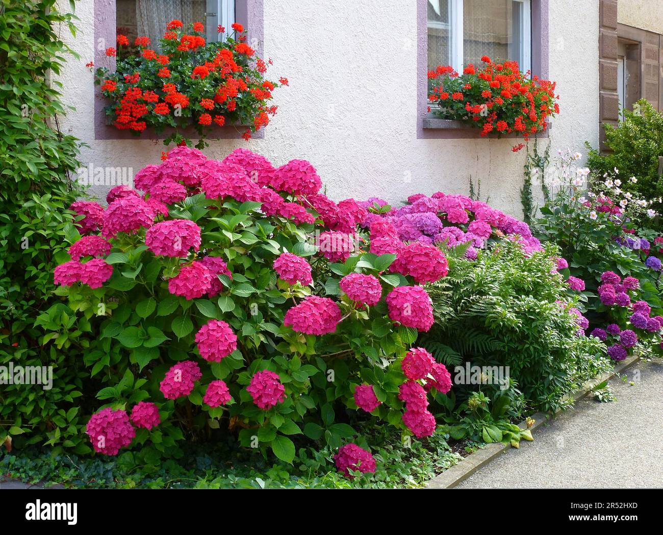 Front garden with hydrangeas and geraniums by the window Stock Photo ...