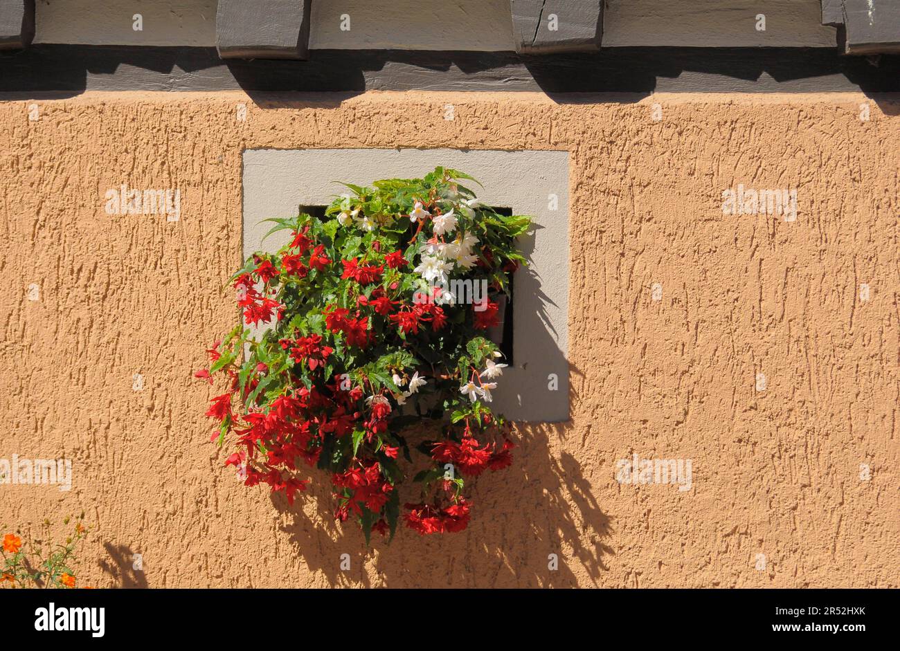 Slopes, begonias flowering on house wall Stock Photo - Alamy