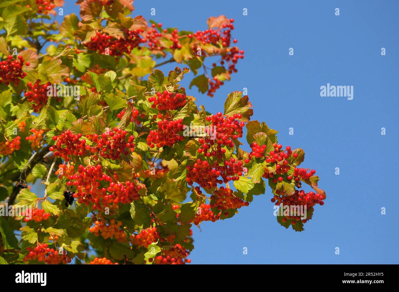 Red snowball fruits on the bush (Viburnum opulus Stock Photo - Alamy