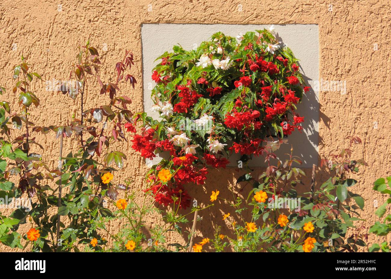 Slopes, begonias flowering on house wall Stock Photo - Alamy