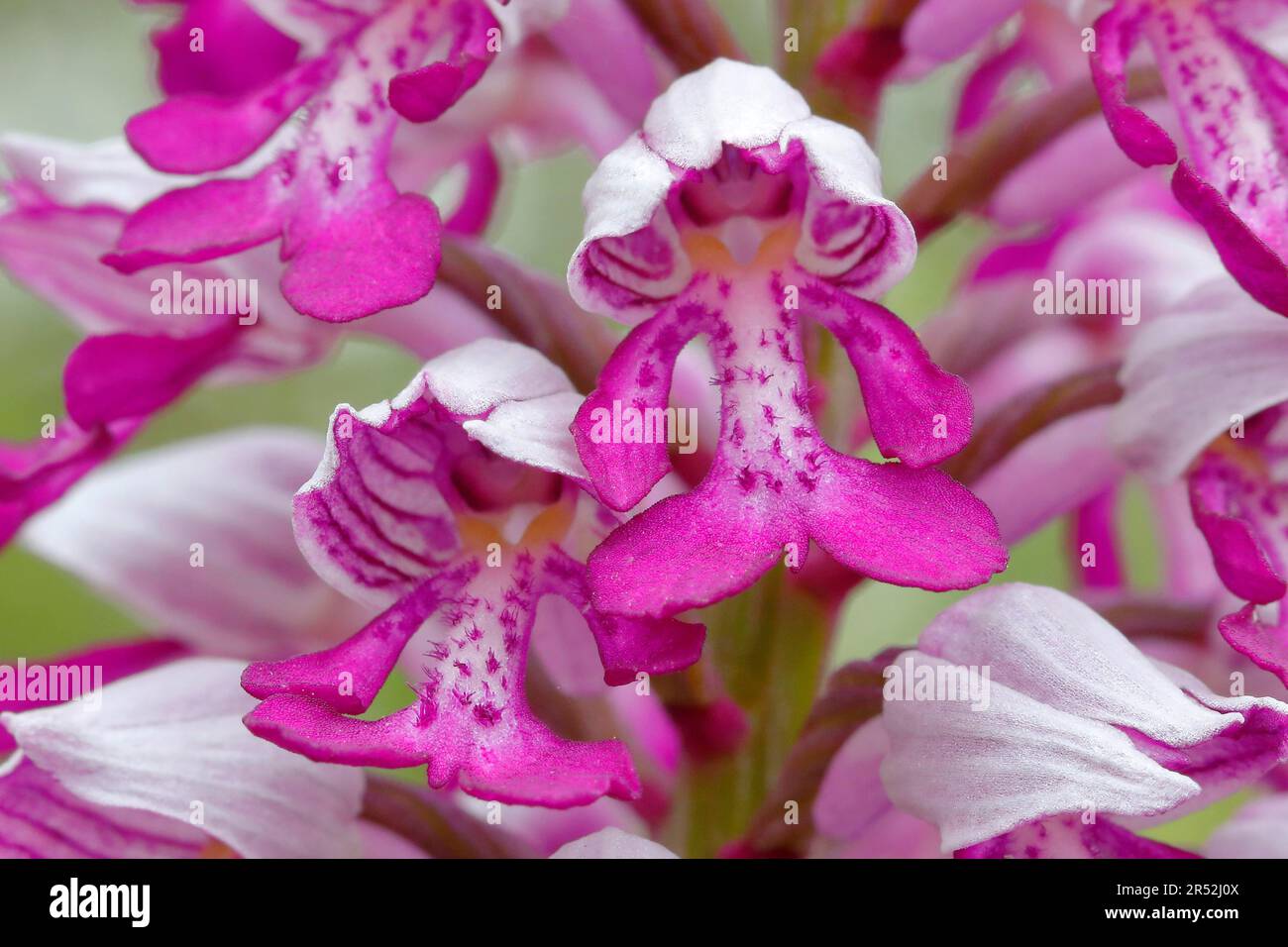 Military orchid (Orchis militaris) (Orchidaceae), flower, orchid, Lake ...