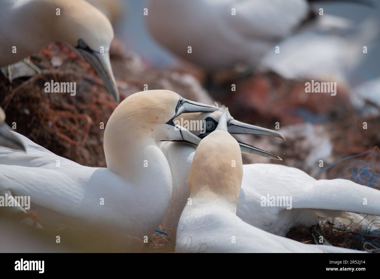 Northern gannet (Morus bassanus), three animals fight out territorial ...