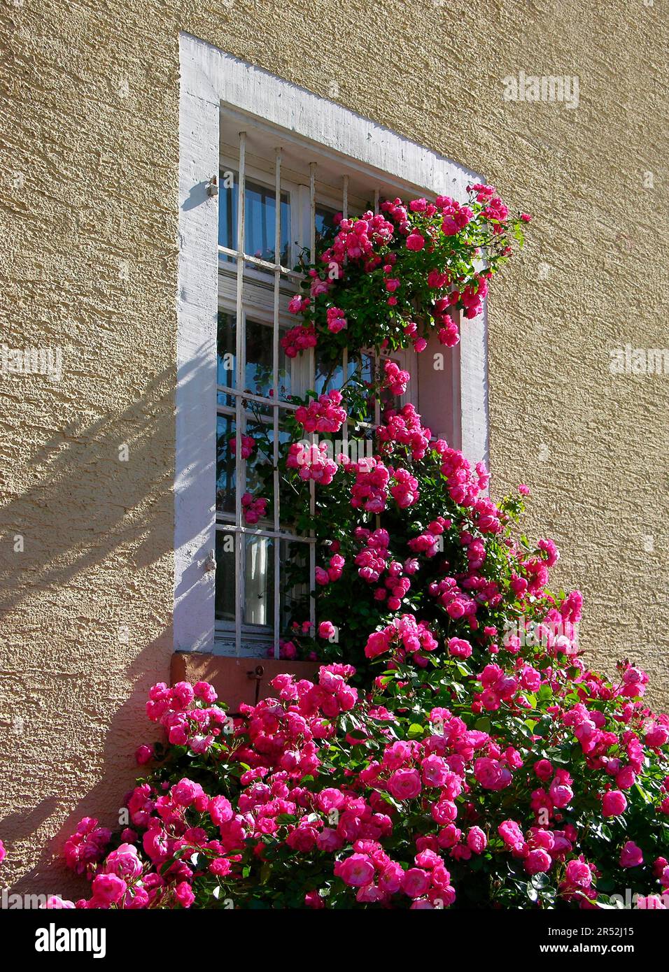 Pink residential building hi-res stock photography and images - Alamy