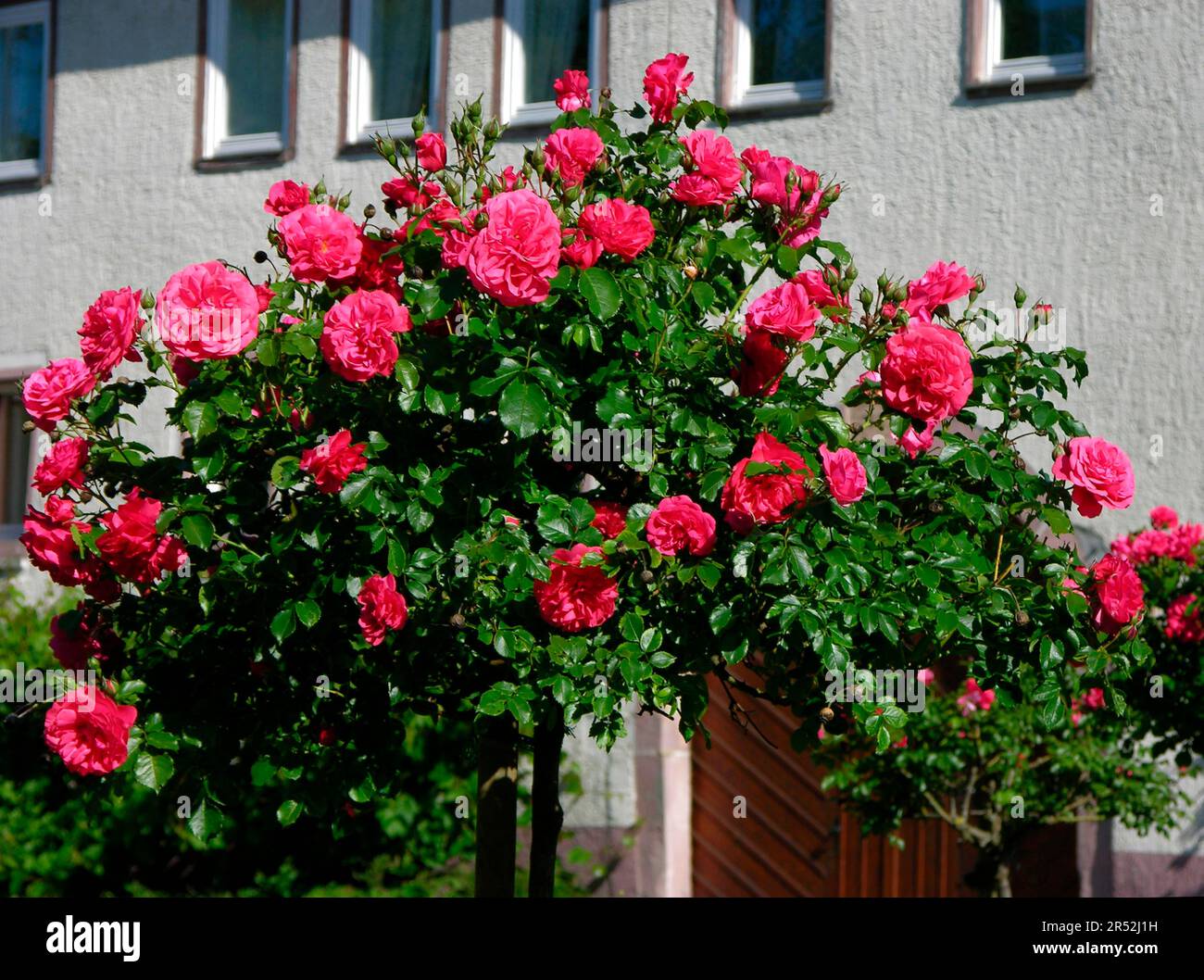 Rose tree, rose small tree blossoming, summer flowers, centre of ...