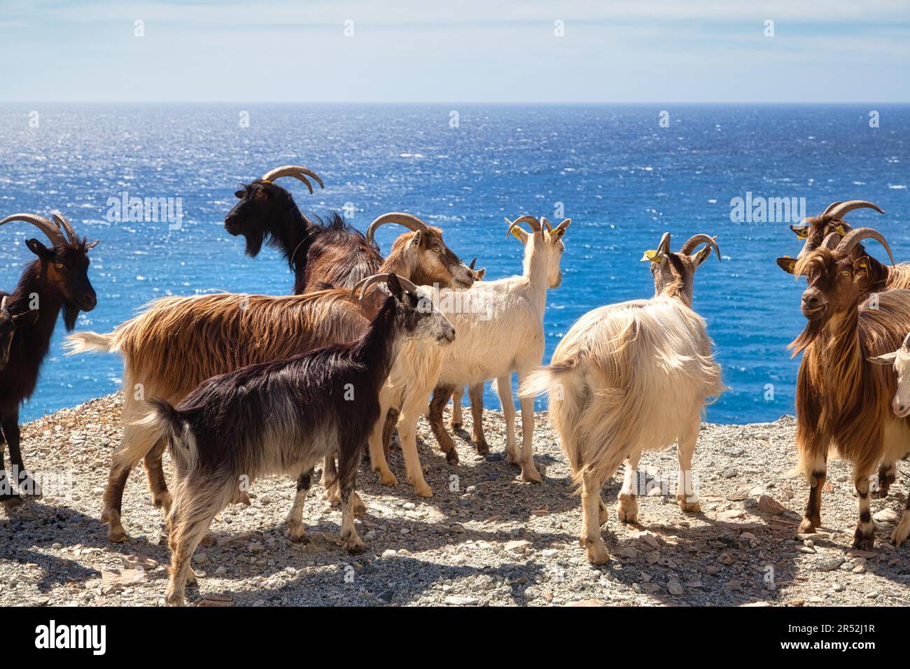 Corsican goats at Cap Corse, Haute-Corse, Corsica, France Stock Photo ...