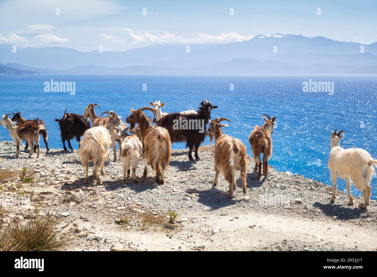 Corsican goats at Cap Corse, Haute-Corse, Corsica, France Stock Photo ...