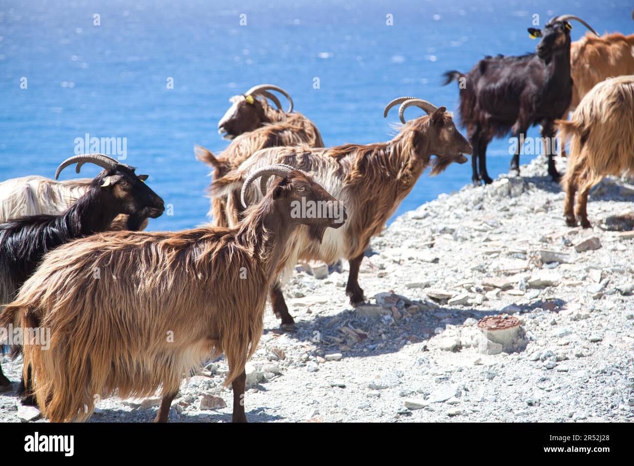 Corsican goats at Cap Corse, Haute-Corse, Corsica, France Stock Photo ...