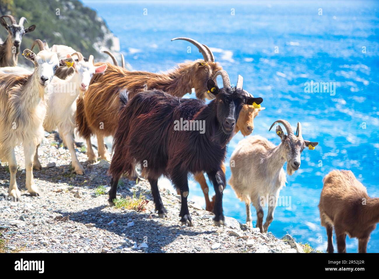 Corsican goats at Cap Corse, Haute-Corse, Corsica, France Stock Photo ...