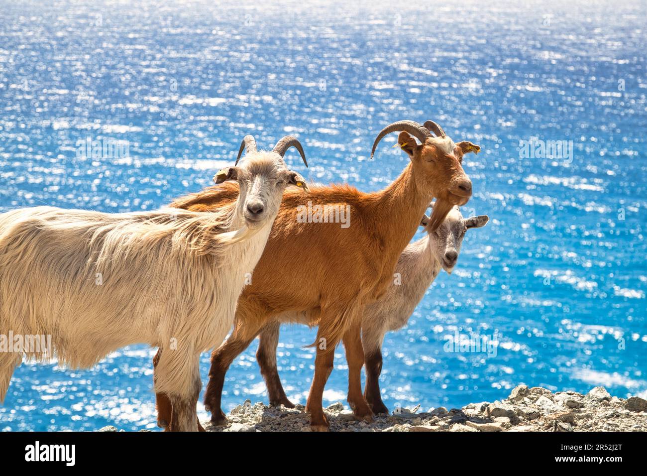 Corsican goats hi-res stock photography and images - Alamy