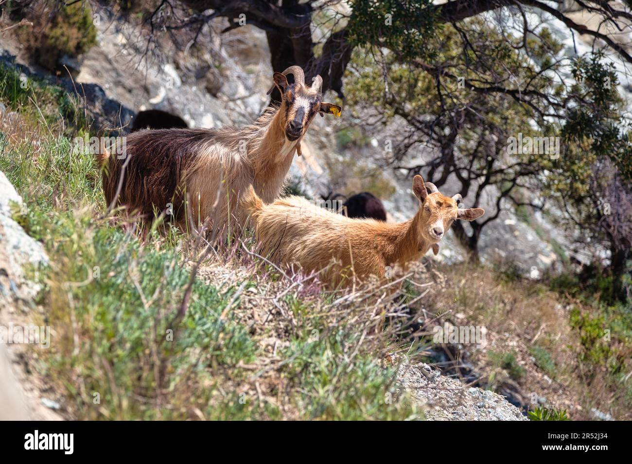 Corsican goats at Cap Corse, Haute-Corse, Corsica, France Stock Photo ...