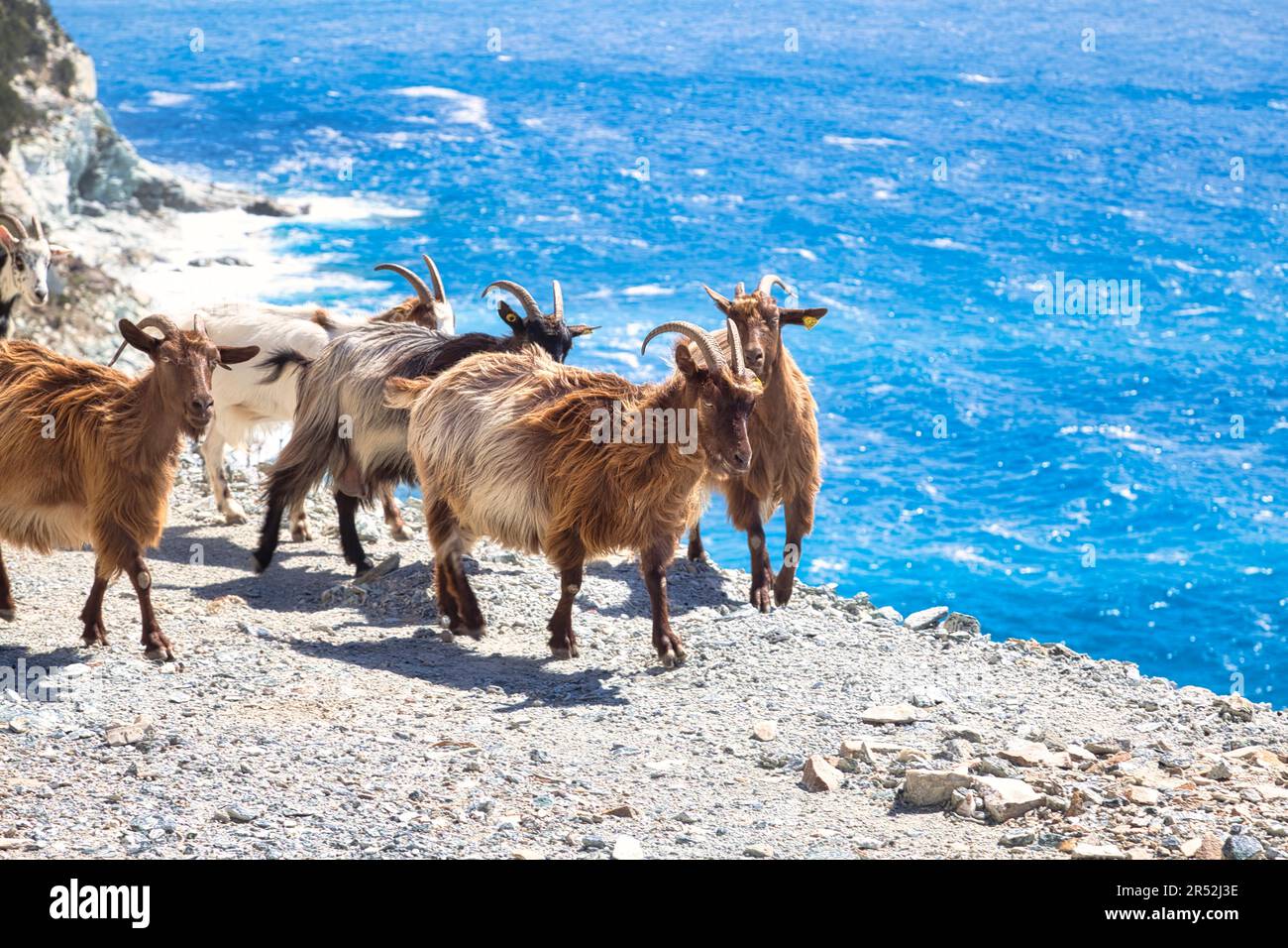 Corsican goats at Cap Corse, Haute-Corse, Corsica, France Stock Photo ...