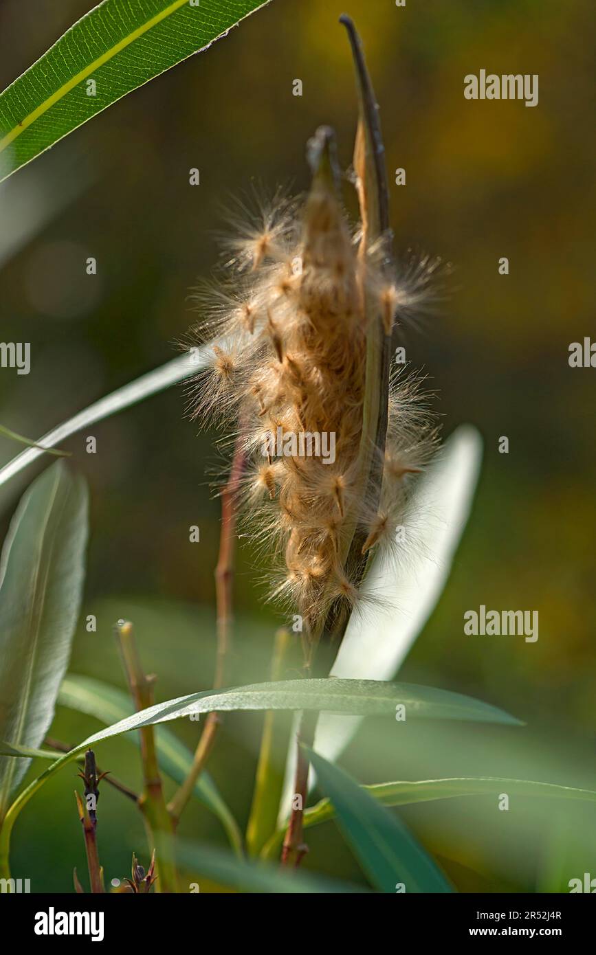Seed pod hi-res stock photography and images - Alamy