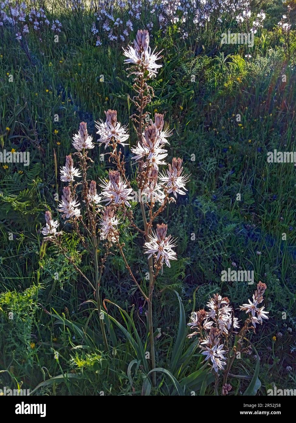 White asphodel (Asphodelus albus), Sicily, Italy Stock Photo - Alamy