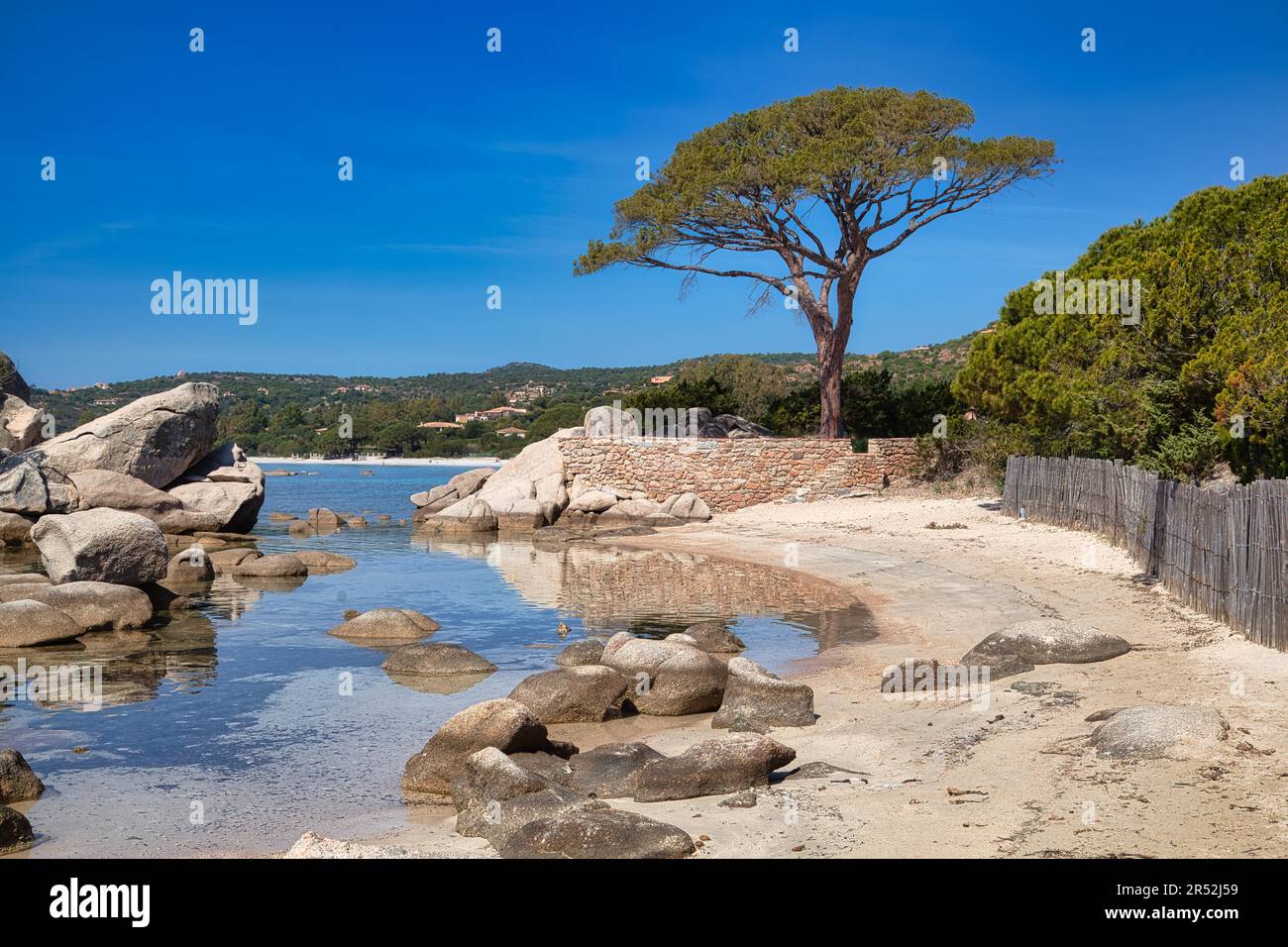 Beach and pine trees, Plage de Palombaggia, Porto Vecchio, Corse-du-Sud, Corsica, France Stock ...