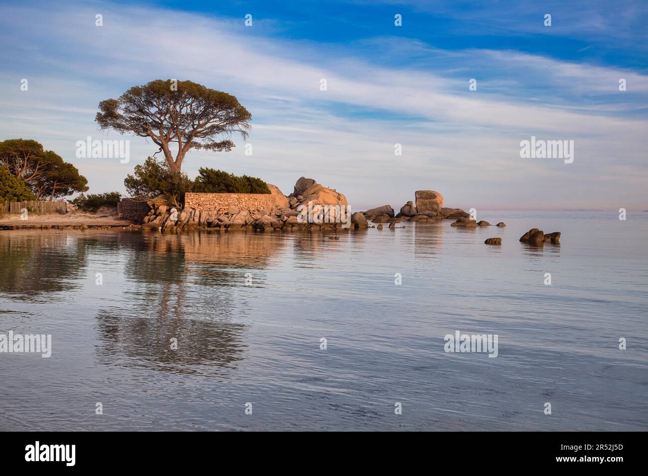Beach and pine trees, Plage de Palombaggia in the evening, Porto Vecchio, Corse-du-Sud, Corsica ...