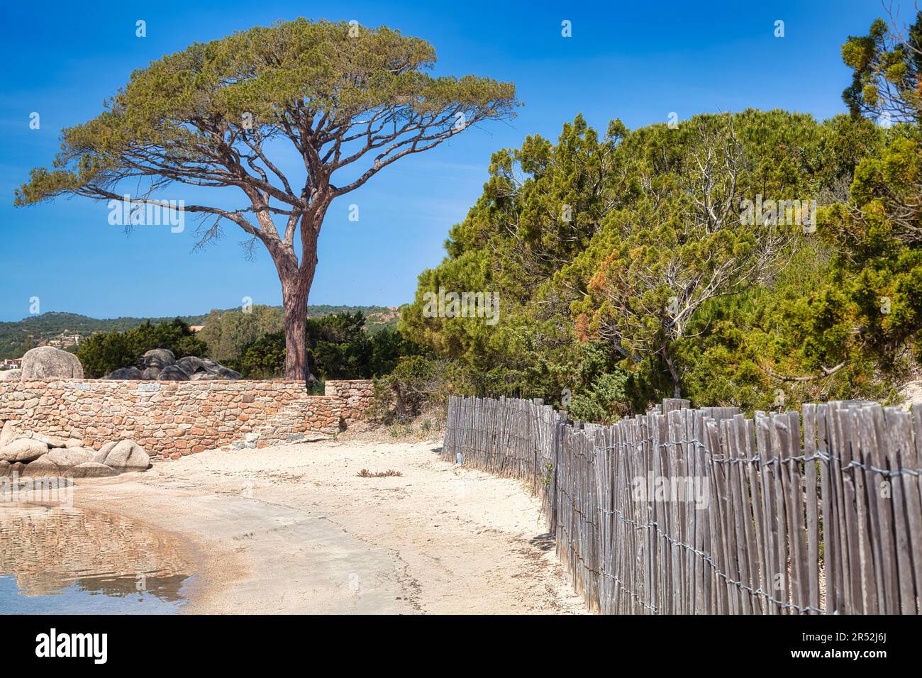 Beach and pine trees, Plage de Palombaggia, Porto Vecchio, Corse-du-Sud, Corsica, France Stock ...