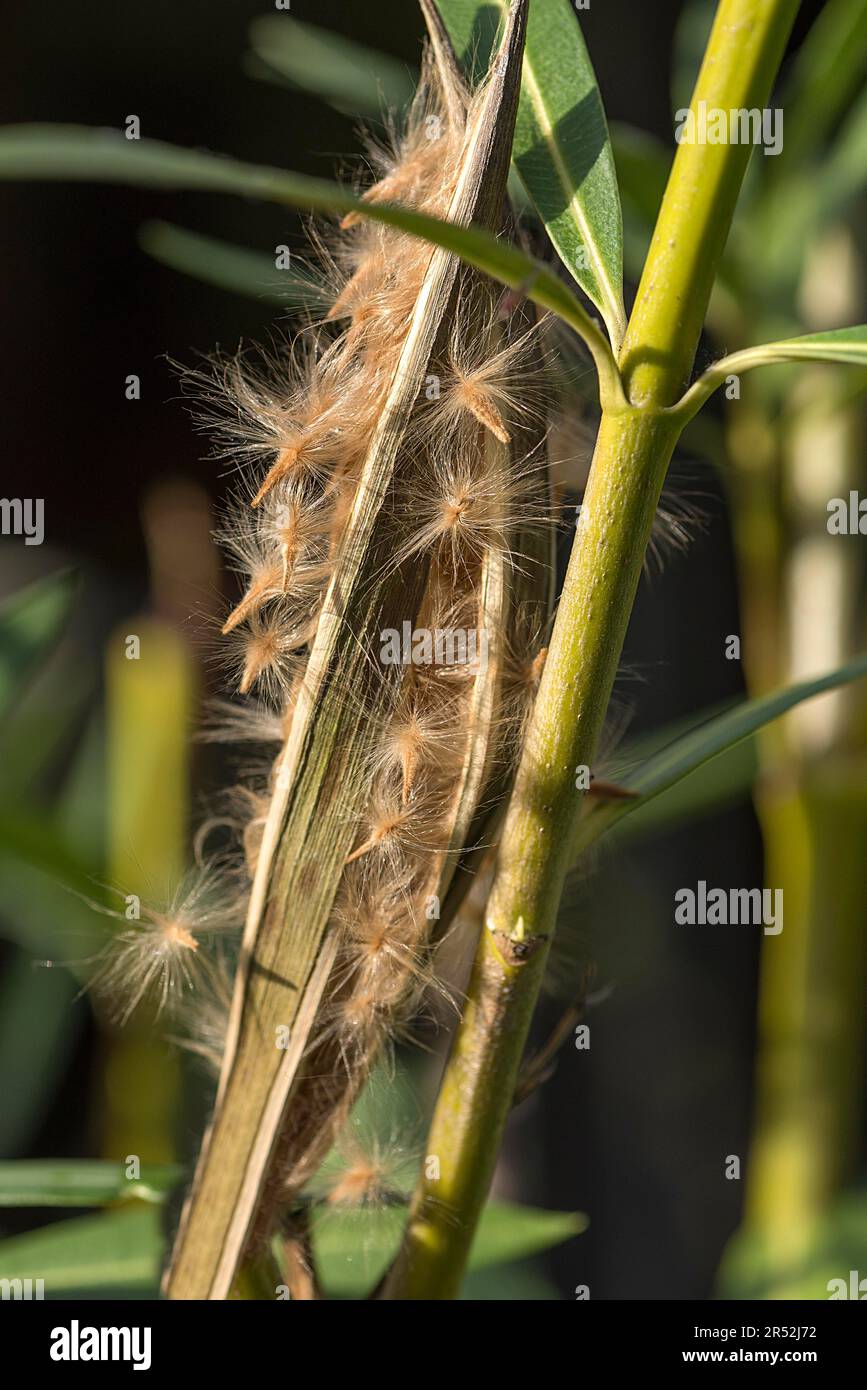 Seed pod hi-res stock photography and images - Alamy