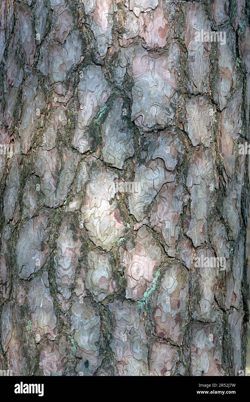 Bark of a spruce (Picea abies), Bavaria, Germany Stock Photo - Alamy