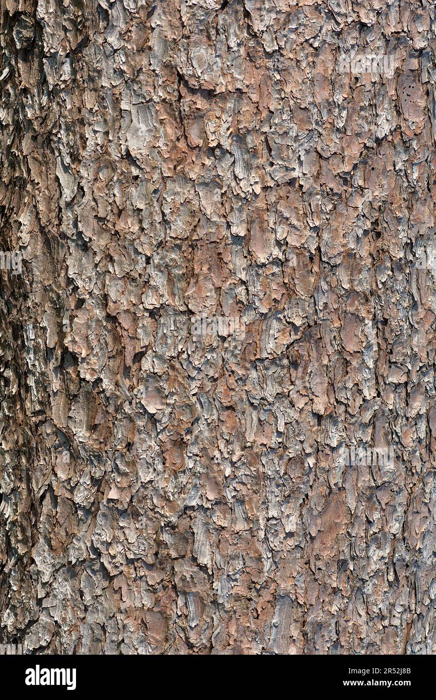 Bark of a spruce (Picea abies), Bavaria, Germany Stock Photo - Alamy