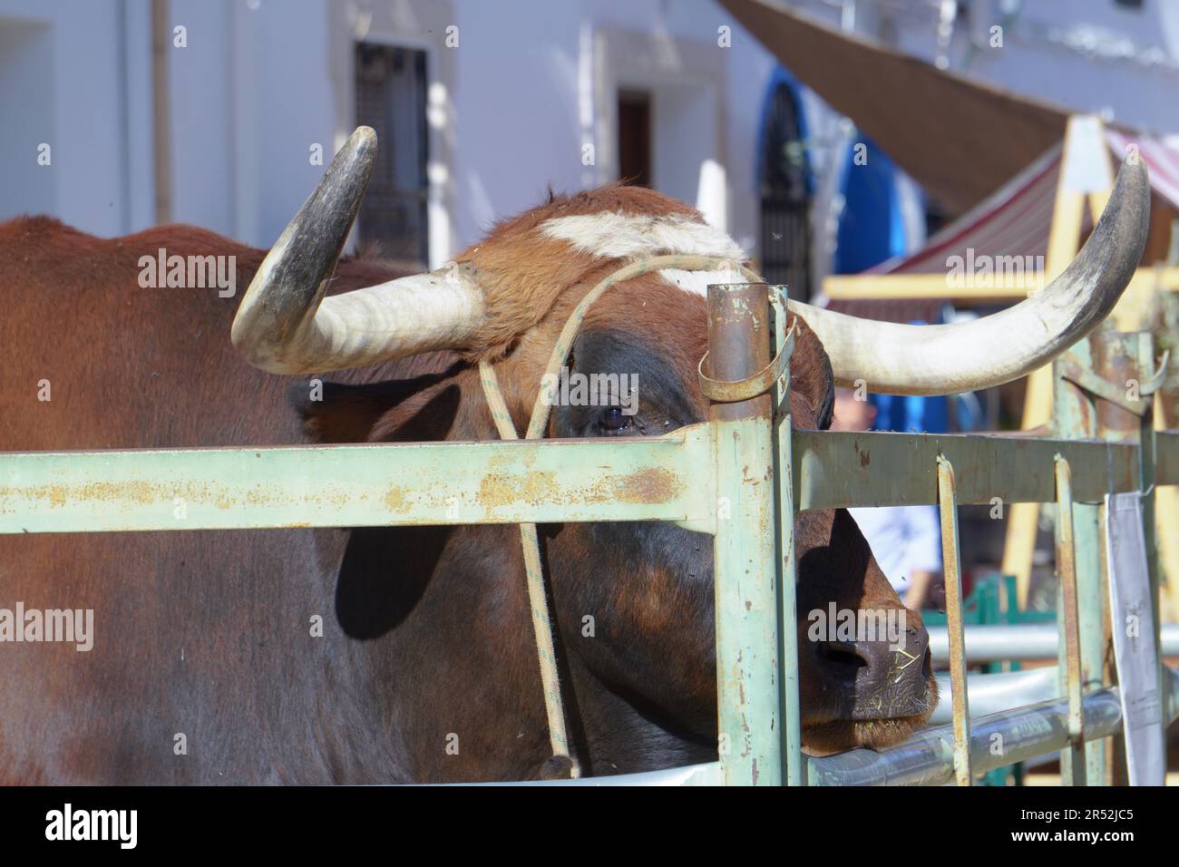Ox on metal fence tied with rope Stock Photo - Alamy