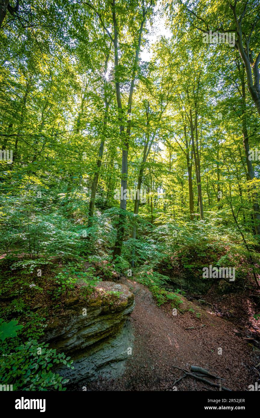 Forest path and limestone rocks In the mixed forest at Burschenplatz in ...