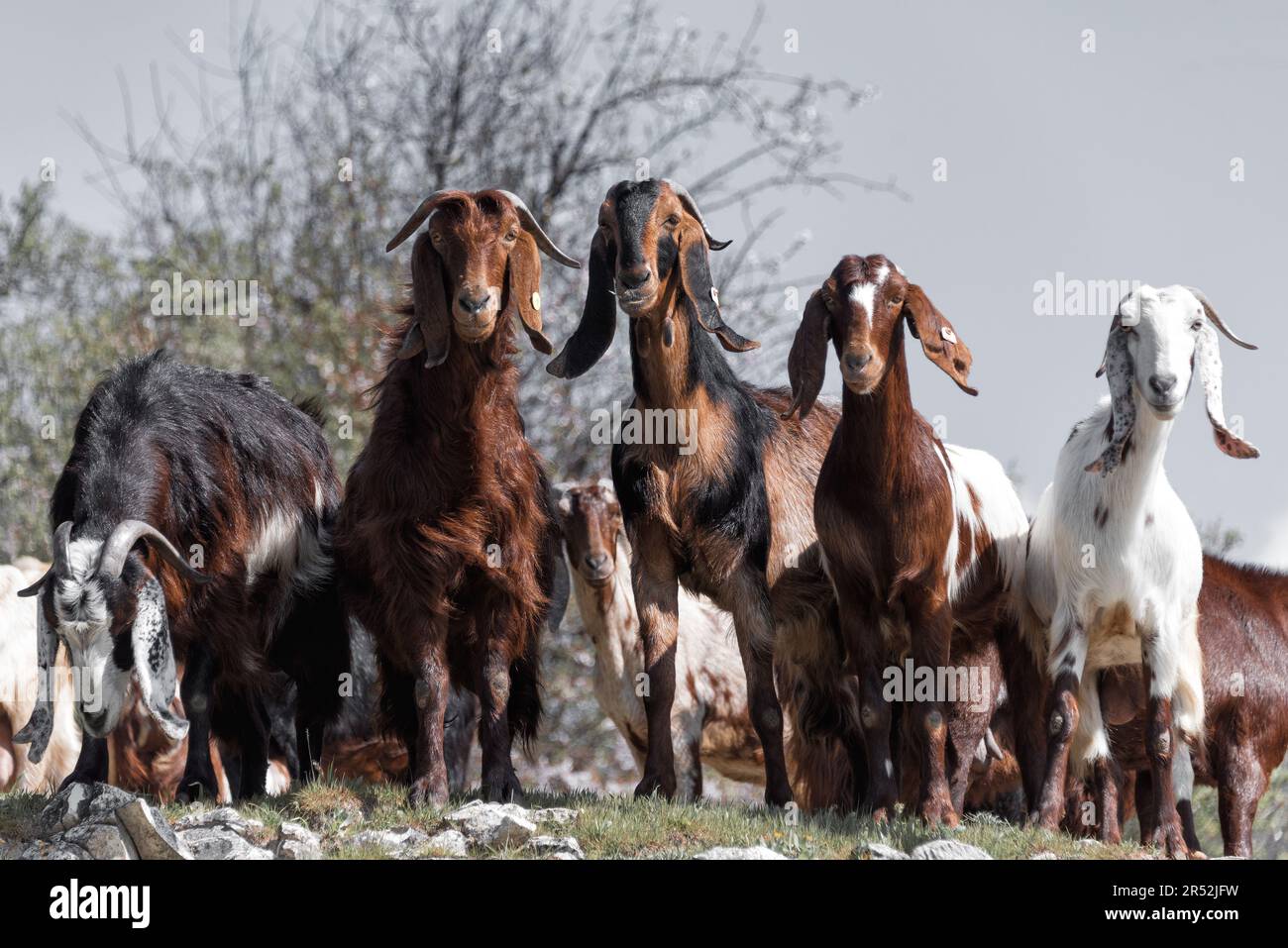 Goat herd in rural area of Cyprus Stock Photo - Alamy