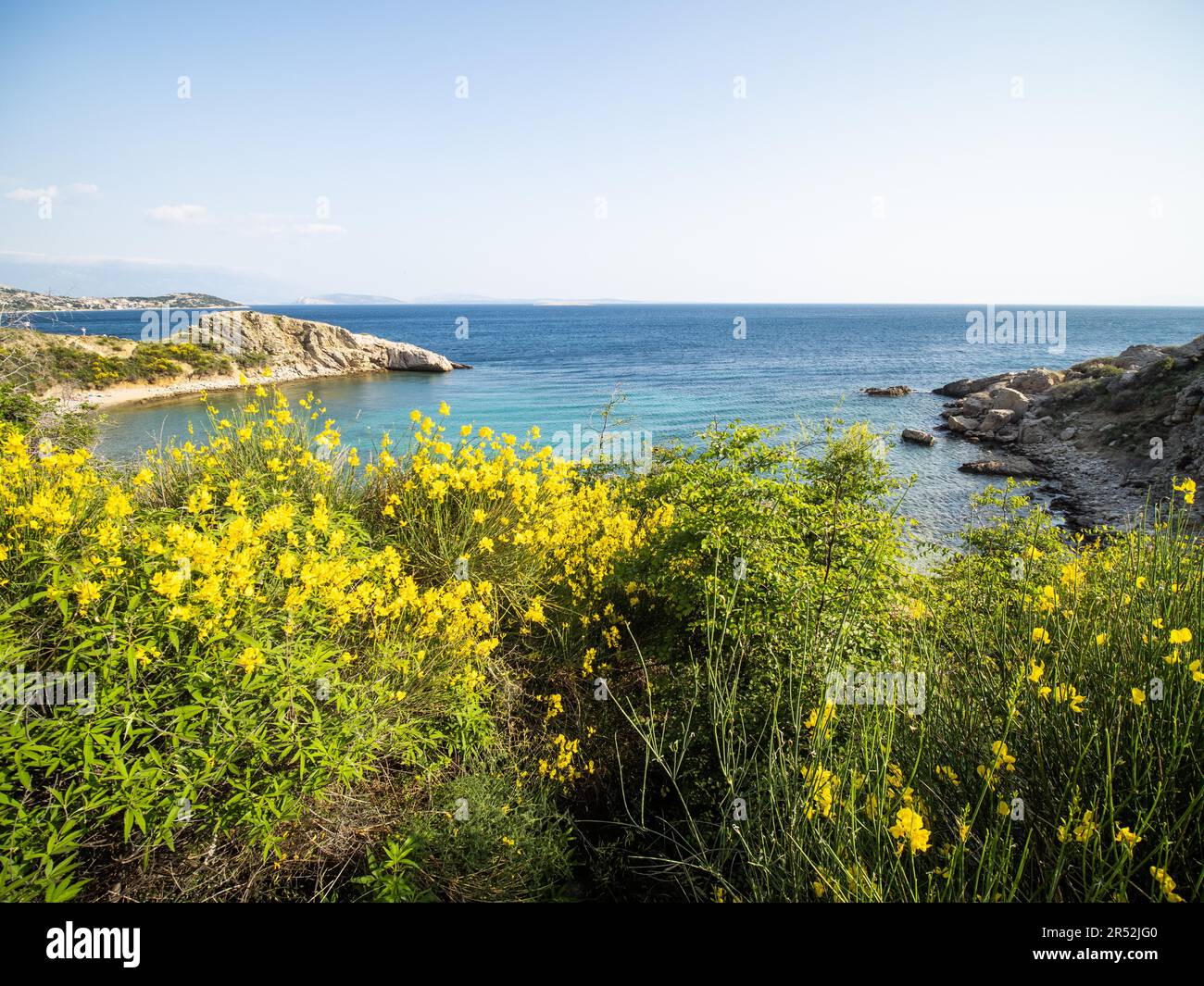 Genista shrub hi-res stock photography and images - Alamy
