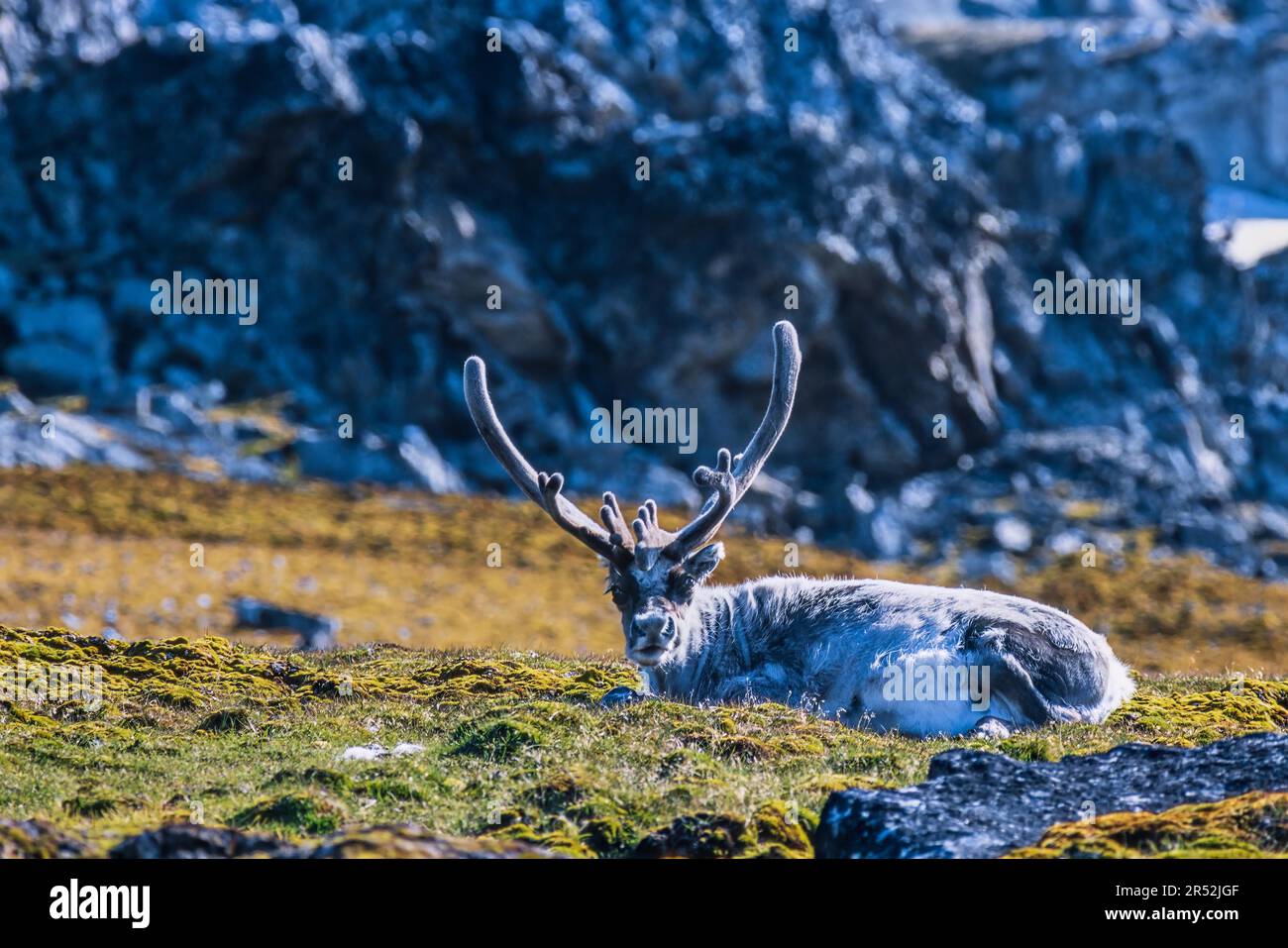 Svalbard Reindeer (Rangifer tarandus platyrhynchus) bull with big ...