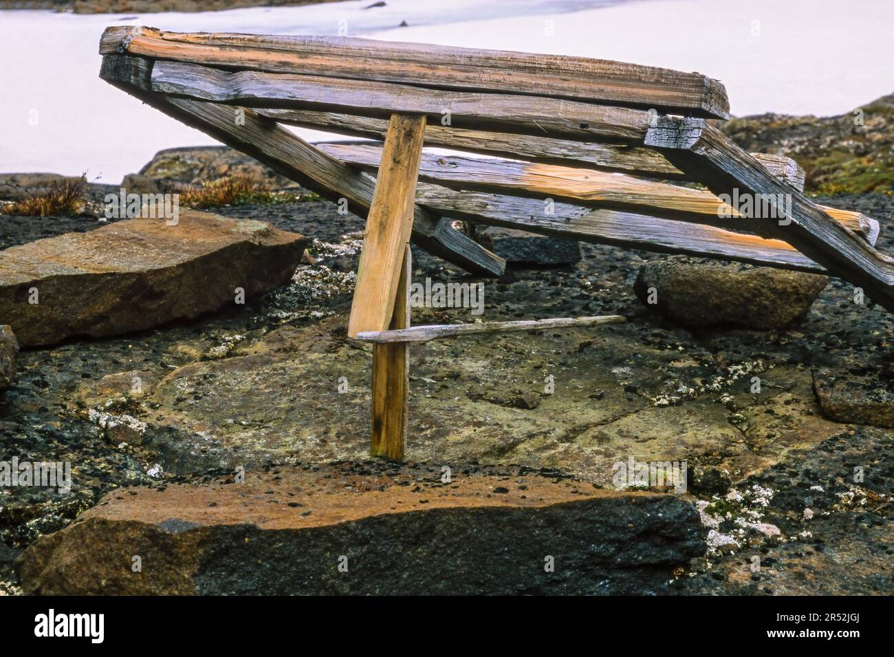Rigged deadfall trap for hunting Arctic fox in the arctic, Svalbard ...