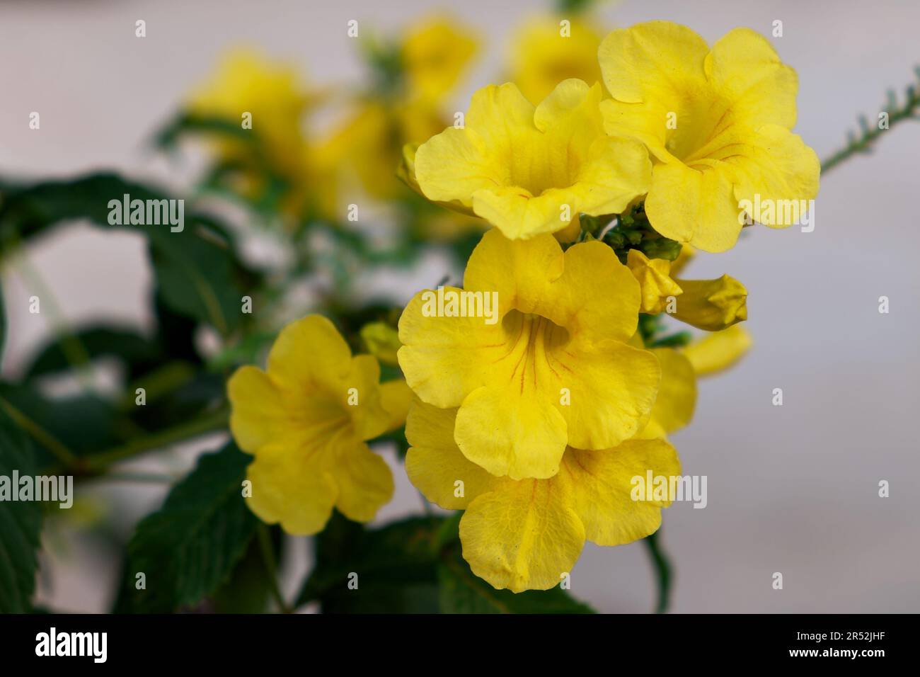 Vibrant yellow flowers of Tecoma stans, a perennial shrub in the ...