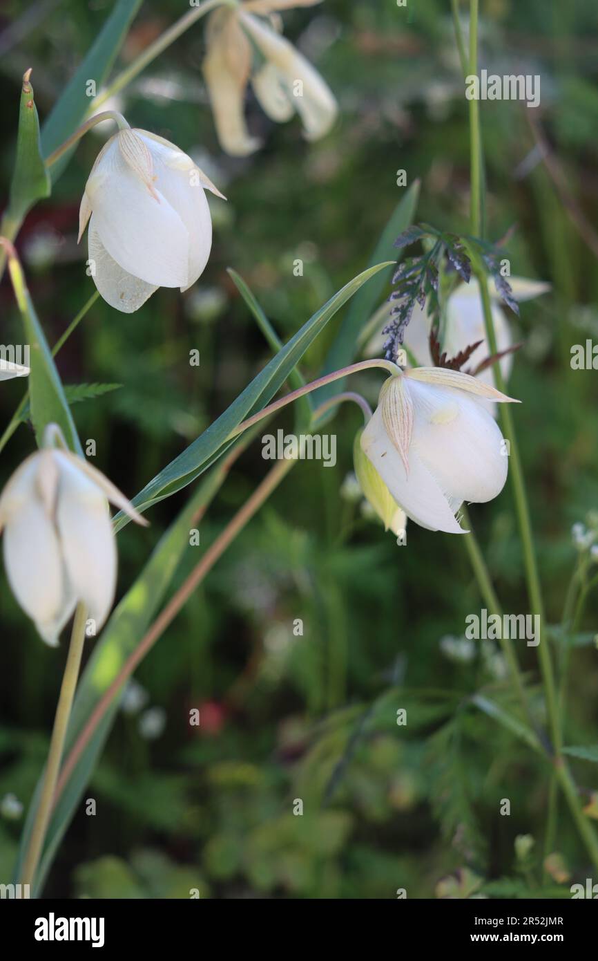 White Globe Lily, Calochortus Albus, displaying spring blooms in the ...