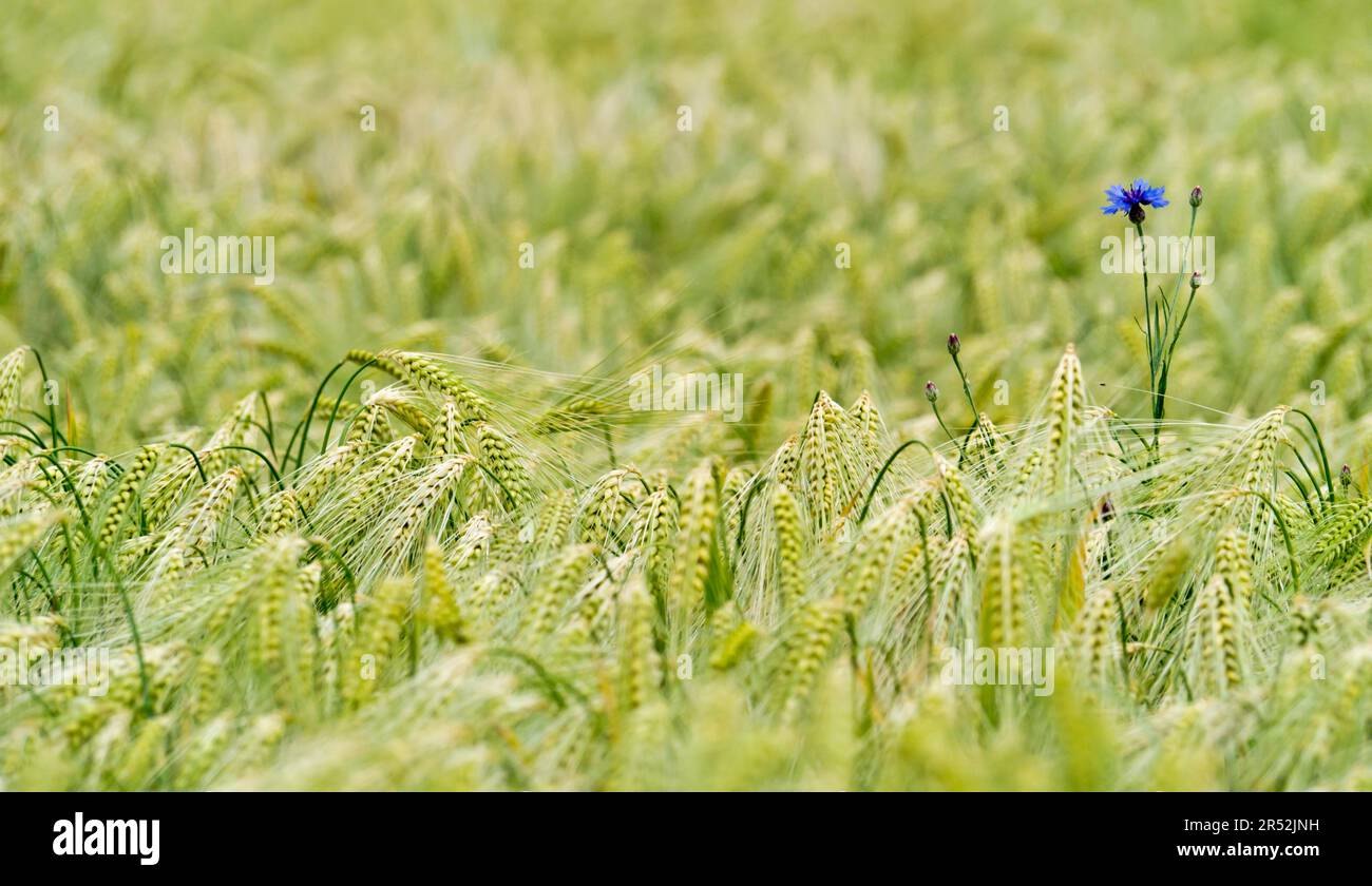 Wet cornflower hi-res stock photography and images - Alamy