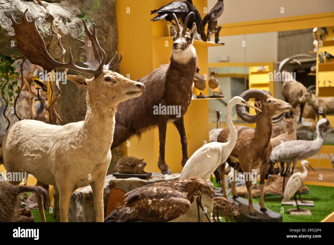 Italy, interior of a very old nature and science museum Stock Photo - Alamy