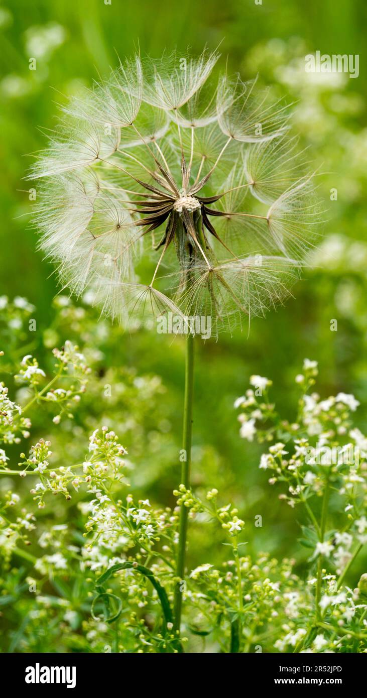 Goatsbeard seed head hi-res stock photography and images - Alamy