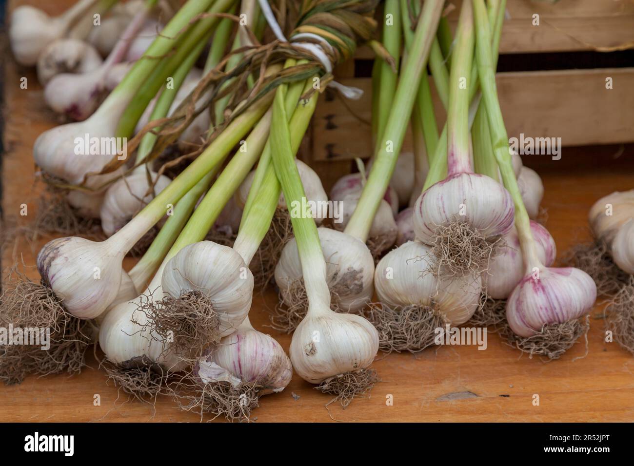 Dracula attraction hi-res stock photography and images - Alamy