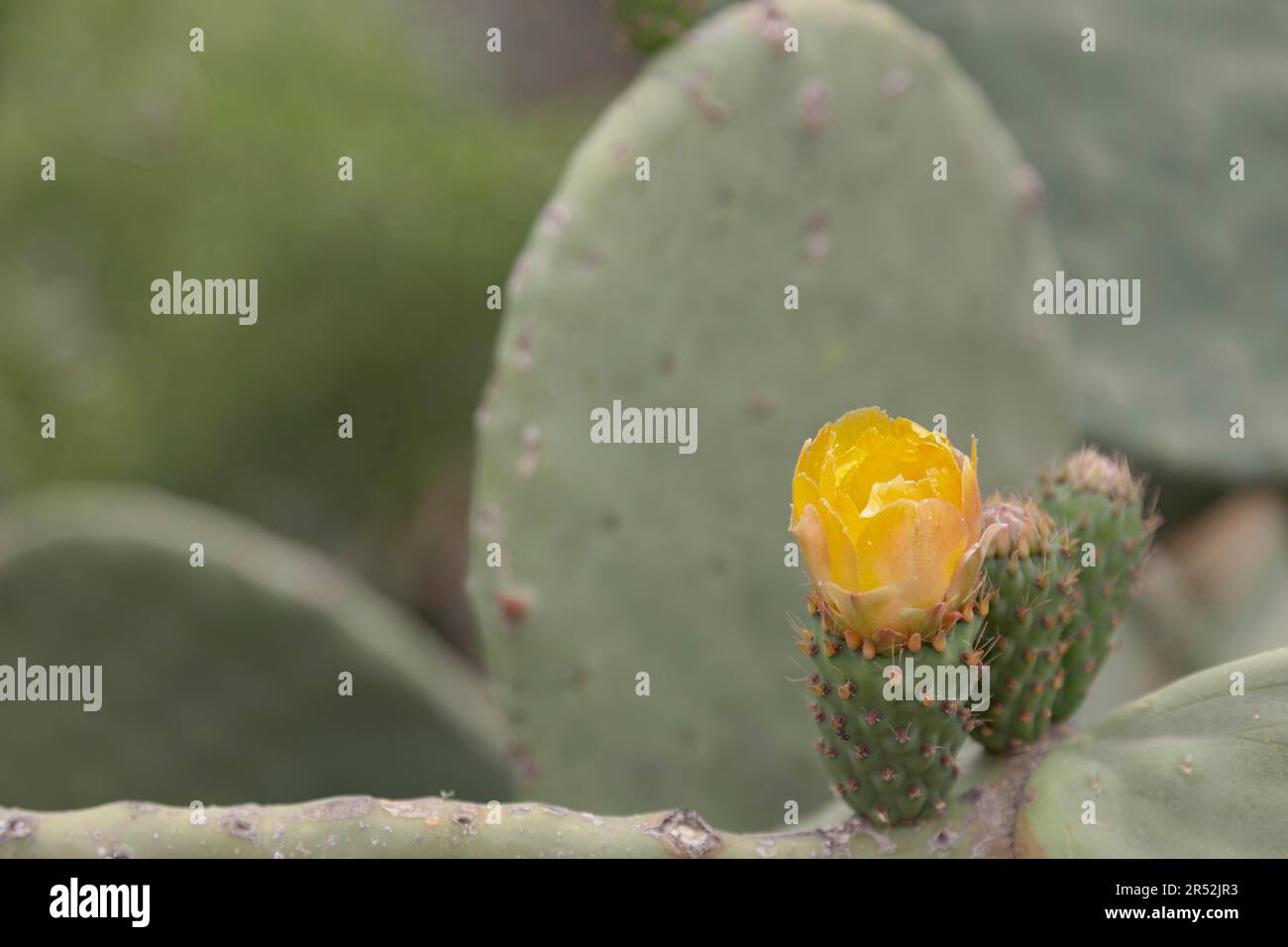 Common prickly pear hi-res stock photography and images - Alamy