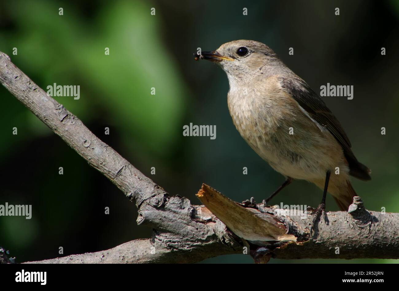 Breeding redstart hi-res stock photography and images - Alamy