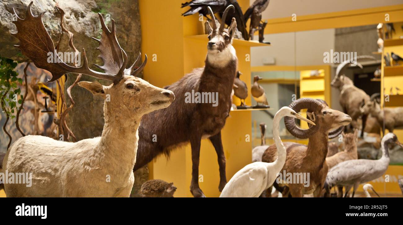 Italy, interior of a very old nature and science museum Stock Photo - Alamy