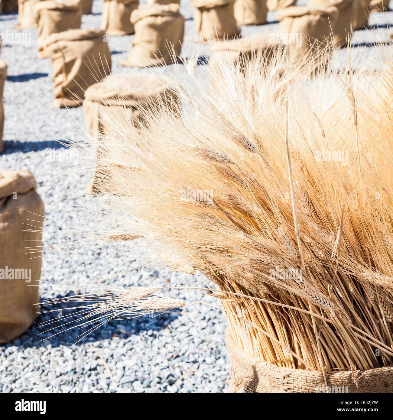 Wheat sacks during a sunny day in a warm summer season Stock Photo - Alamy