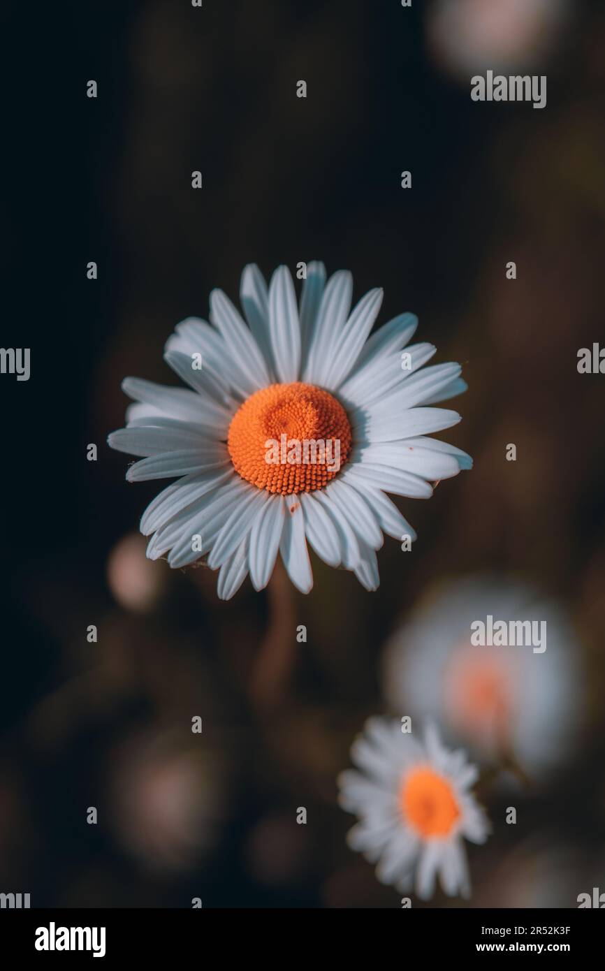 Daisy Bloom Blossom Stock Photo - Alamy