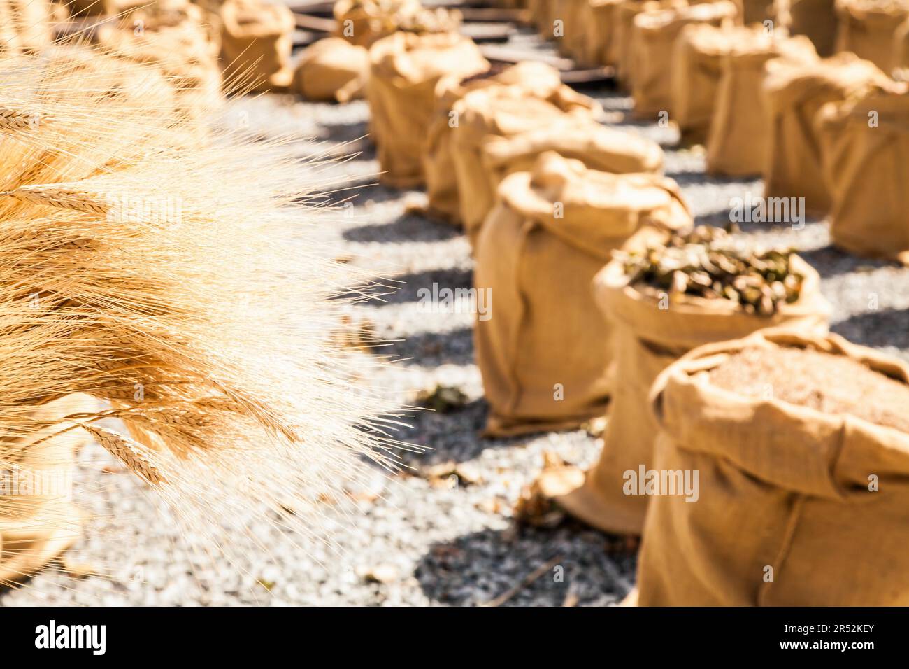 Wheat sacks during a sunny day in a warm summer season Stock Photo - Alamy
