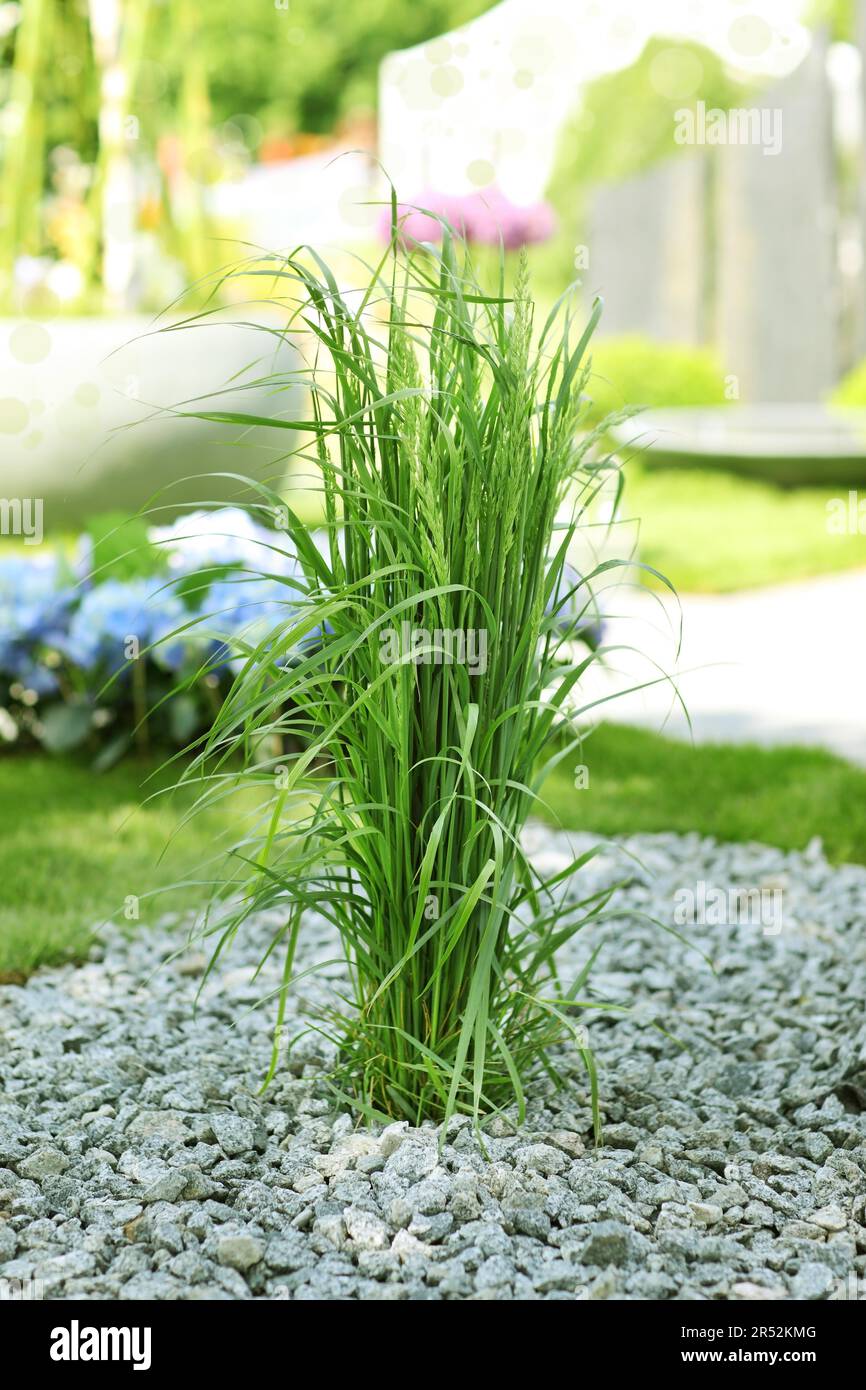 Ornamental grass in rock garden Stock Photo - Alamy