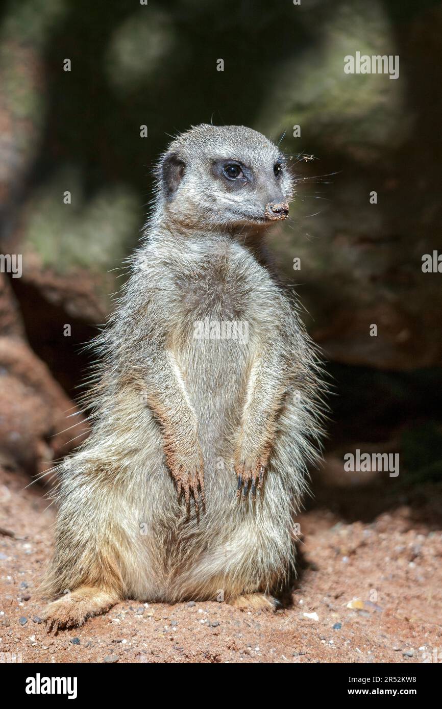 Slender-tailed Meerkat (Suricatta suricatta Stock Photo - Alamy